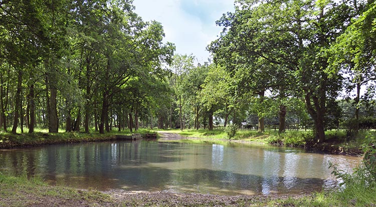 British Carriage Driving News